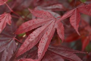 Departments - Maple, Japanese Bloodgood #15 Container