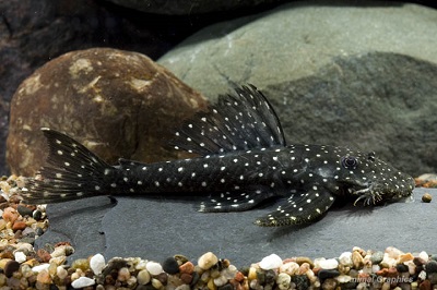 Flying Pleco Catfish L235 - Elmer's Aquarium