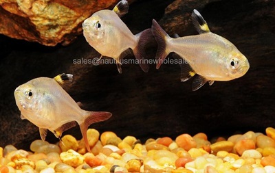 Departments - Pristella Tetra