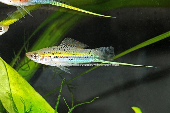 Mollies, Moons & Swordtails