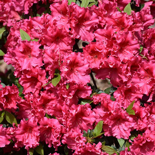Departments - Azalea x 'Red Ruffles'