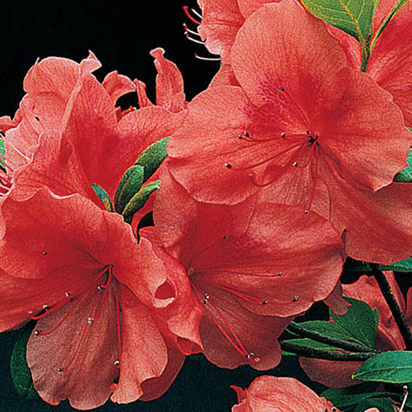 Azaleas
