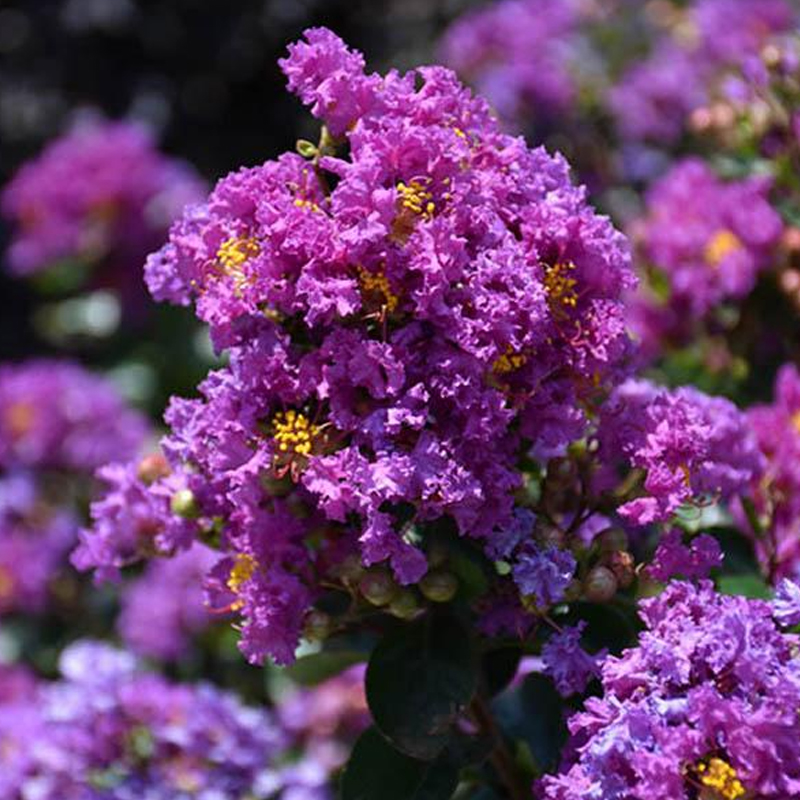 Lagerstroemia 'Purple Magic' PP23,906