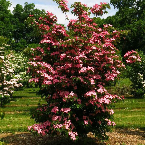 Departments - Cornus kousa 'Rutpink'