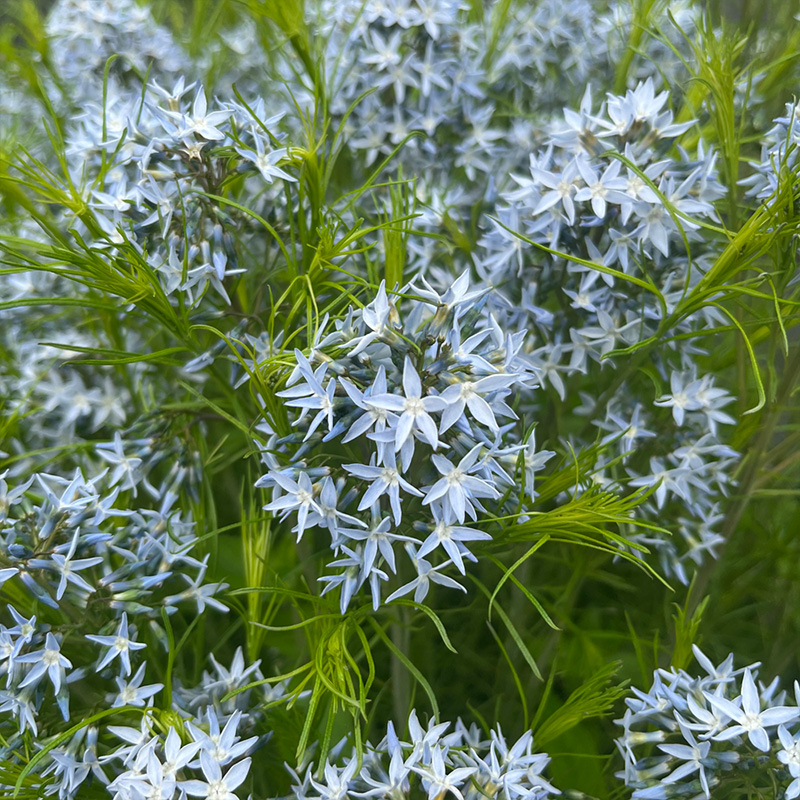 Native Perennial Test - AMSONIA 'STRING THEORY' 1G