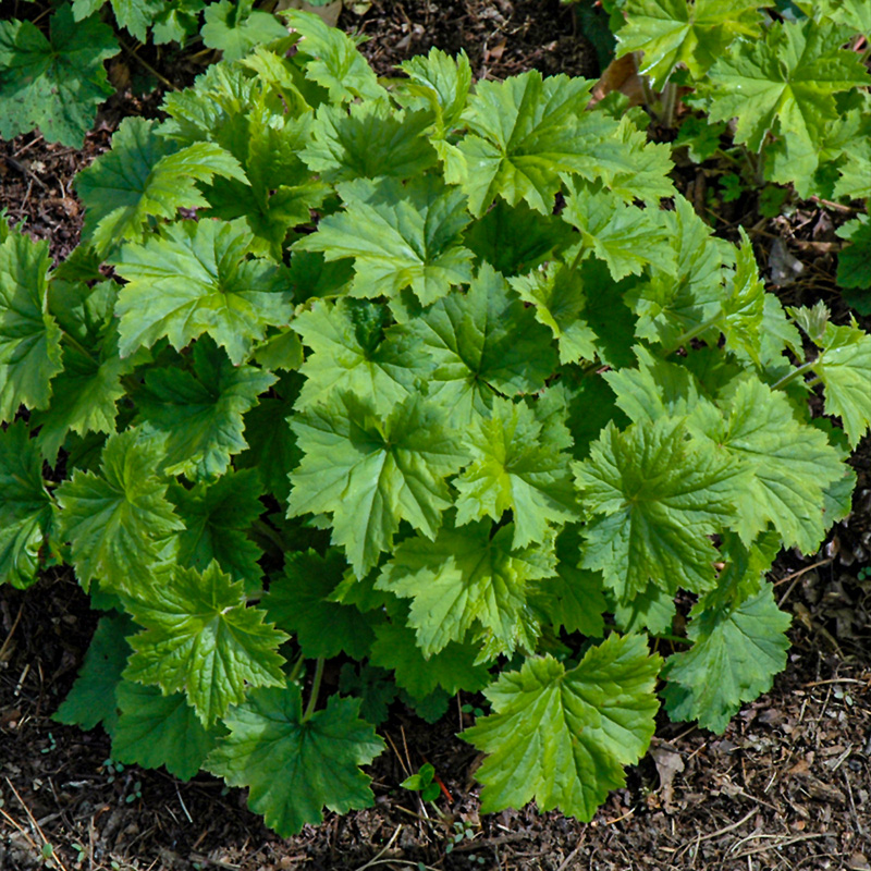 Departments - Heuchera villosa 'Autumn Bride'
